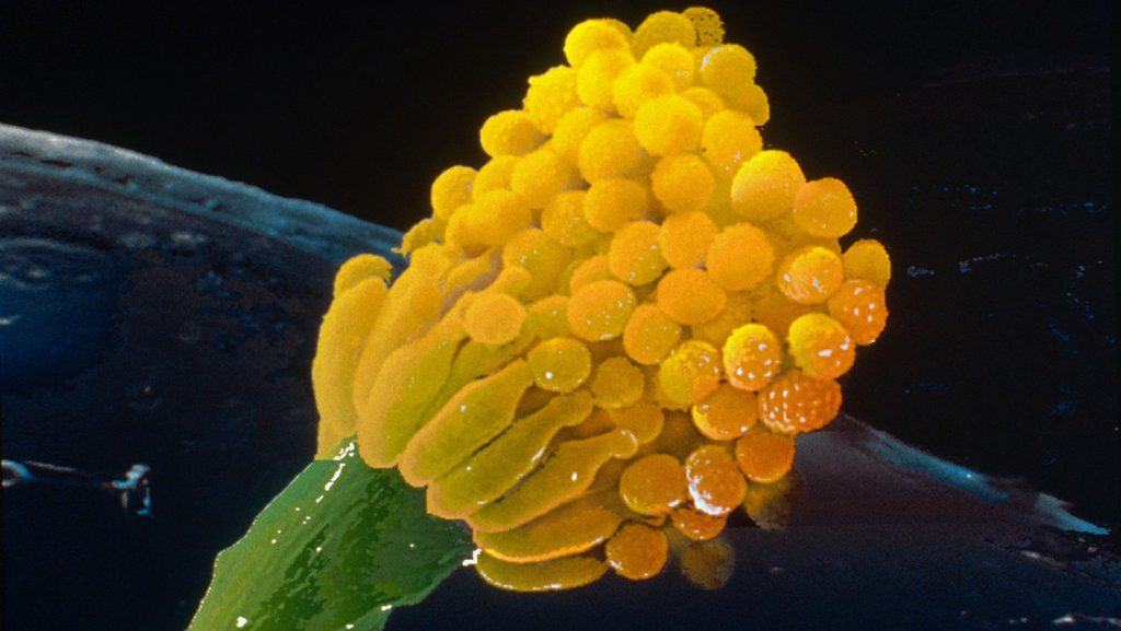 La OMS publica la lista de 19 hongos que amenazan la salud mundial