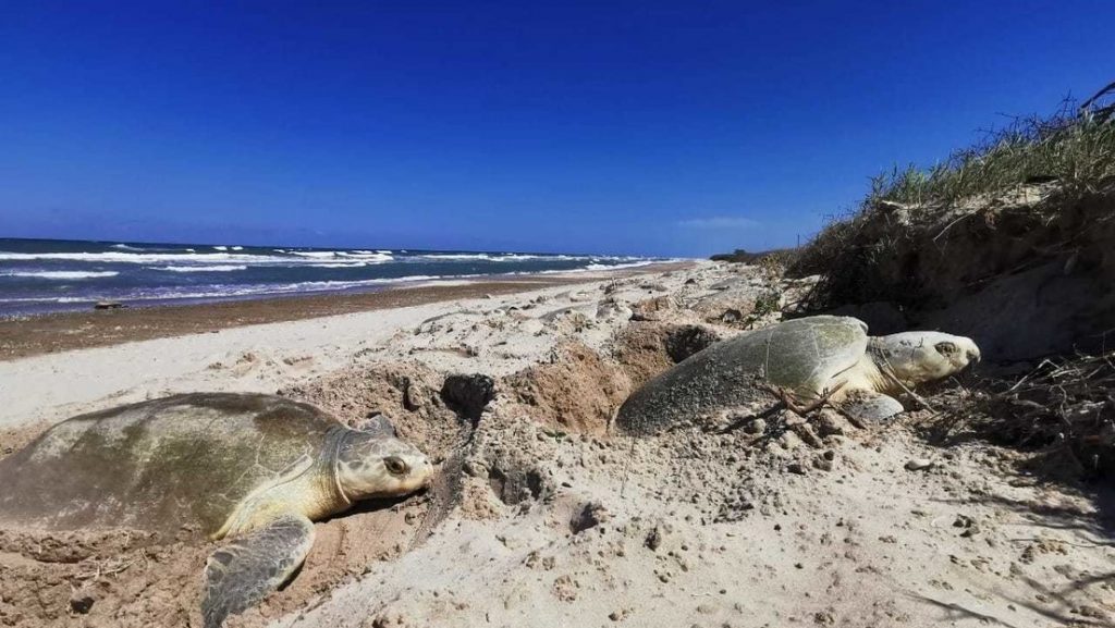 Buscan proteger a tortugas marinas con la creación de 17 nuevos ...