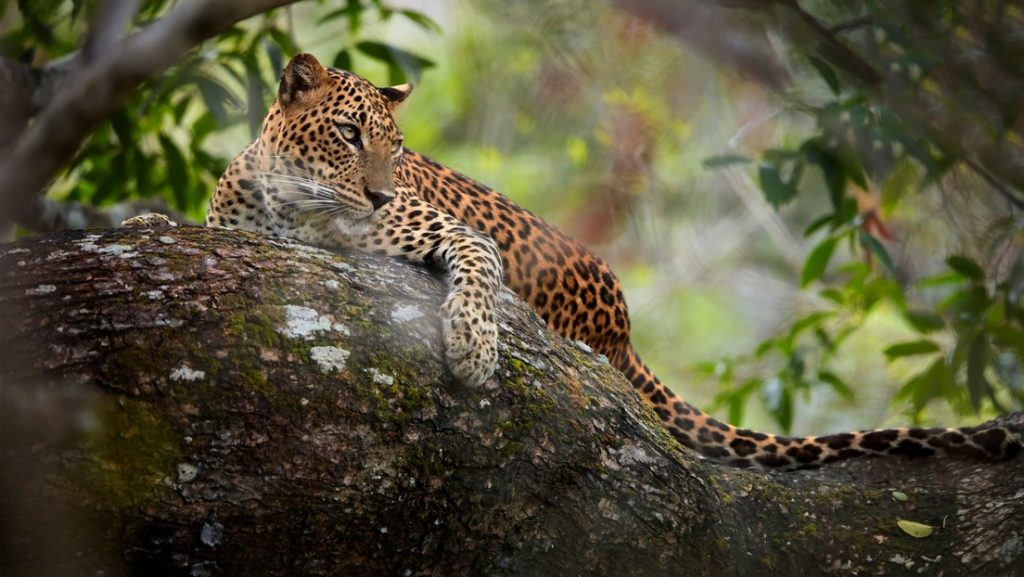 VIDEO: Un leopardo desata el caos al atacar a personas y coches en la India