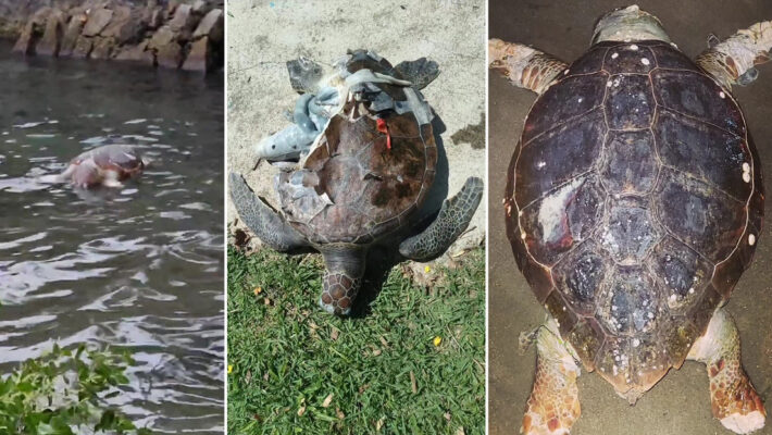 Mutiladas y con el caparazón roto: qué hay detrás del daño a las ...