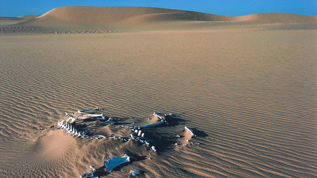 Un grupo de científicos predice la extinción de los mamíferos en la Tierra