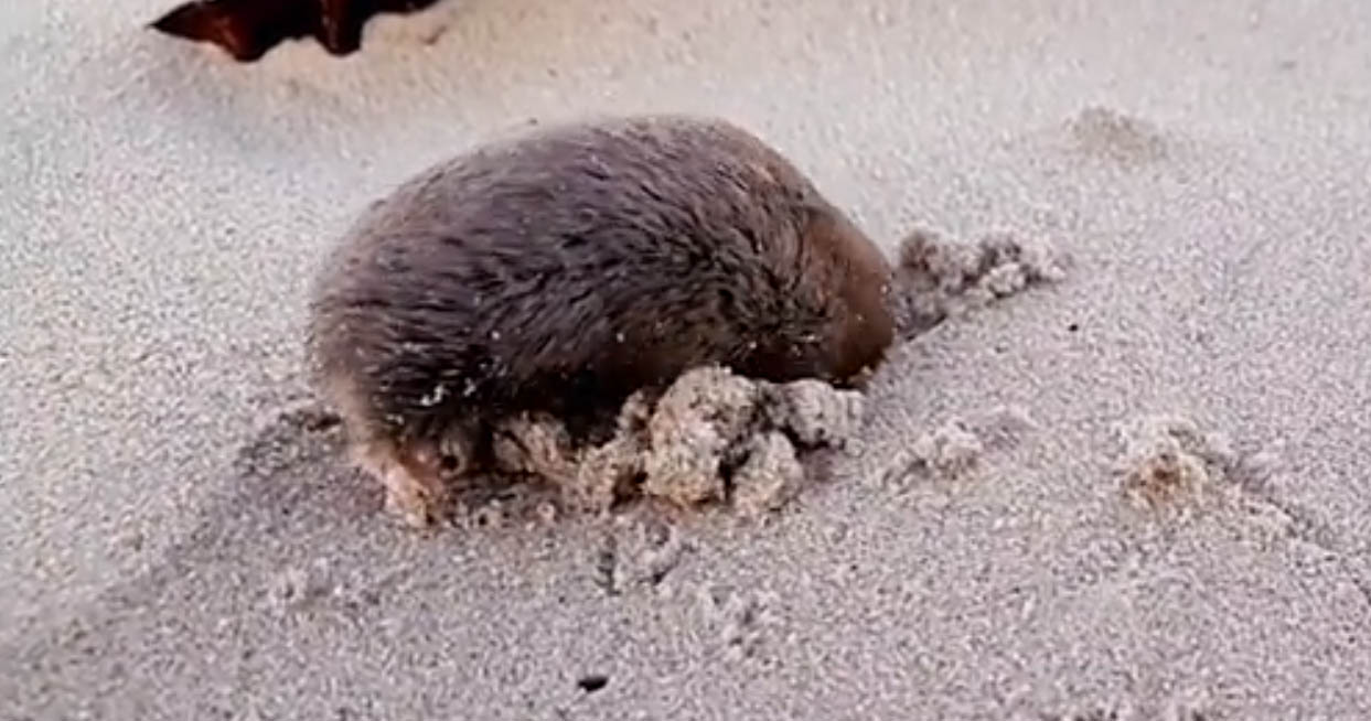 VIDEO: Reparece un topo dorado luego de casi un siglo
