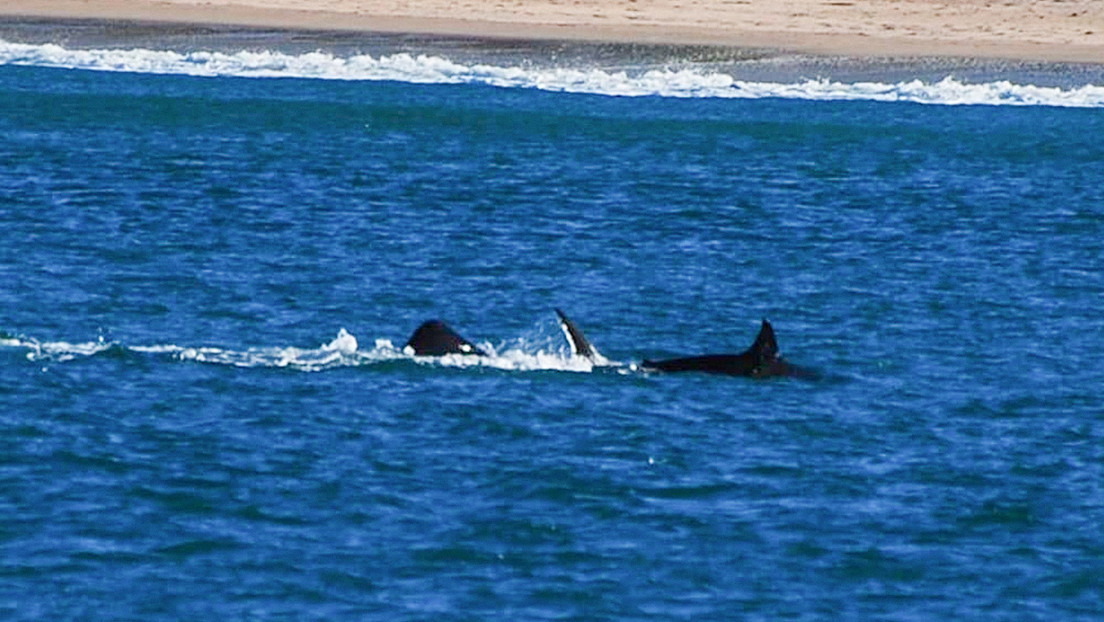 VIDEO: Registran por primera vez cómo una orca mata en solitario a un ...